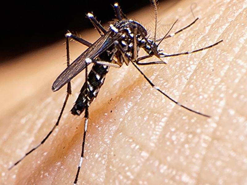 Moskitos – Betta Pest Management | Perth CBD & Suburbs